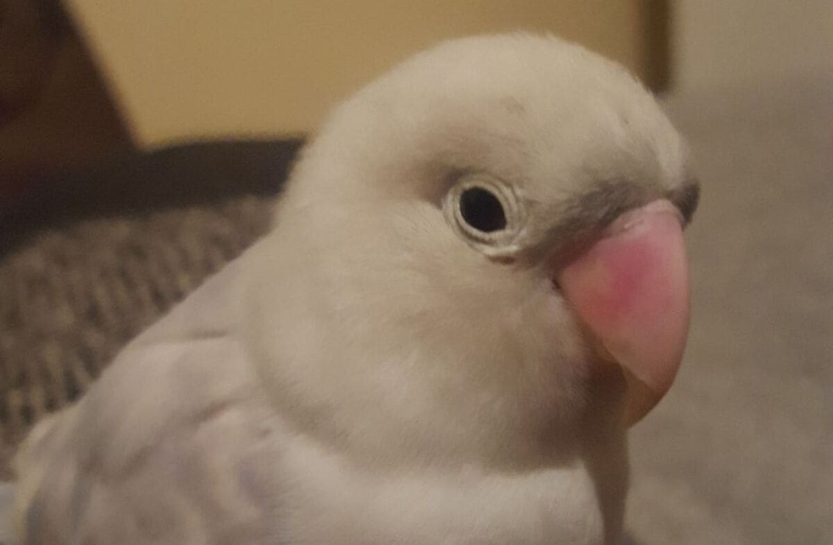 U okolici Zadra nestala plavo-bijela "Fisher" papiga: "Molim vas, pomozite. Tko je pronađe, bit ...