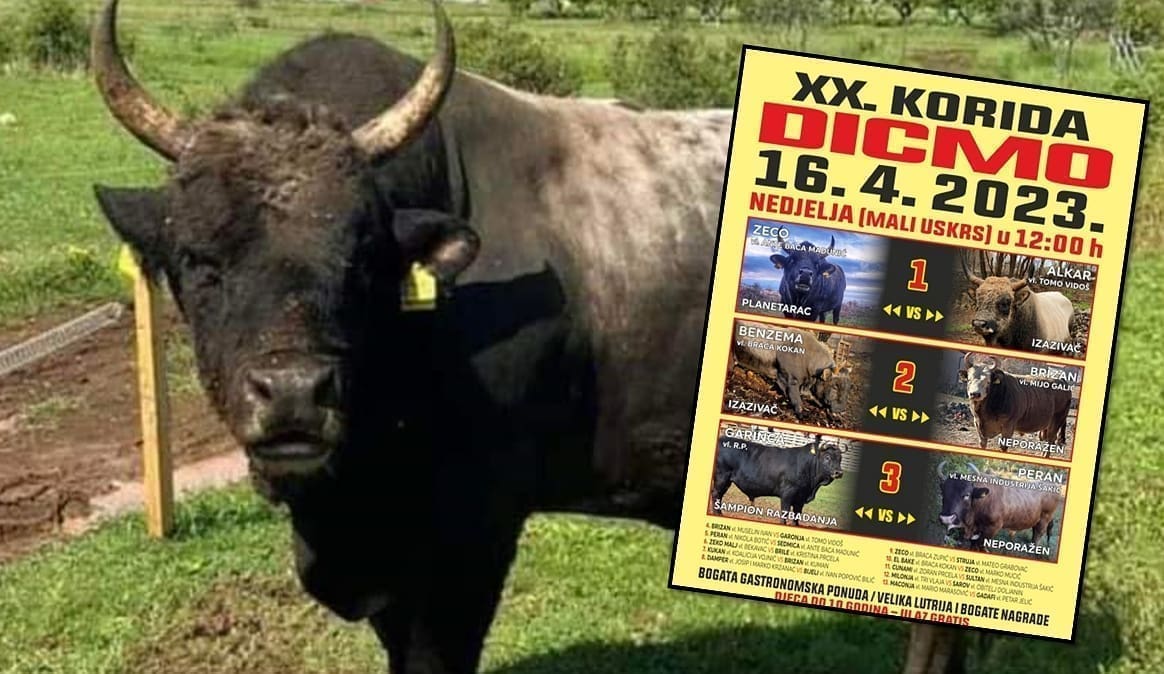 SPEKTAKL U DICMU Ovaj vikend je korida: Evo imena bikova, poznati su i glavni favoriti ...