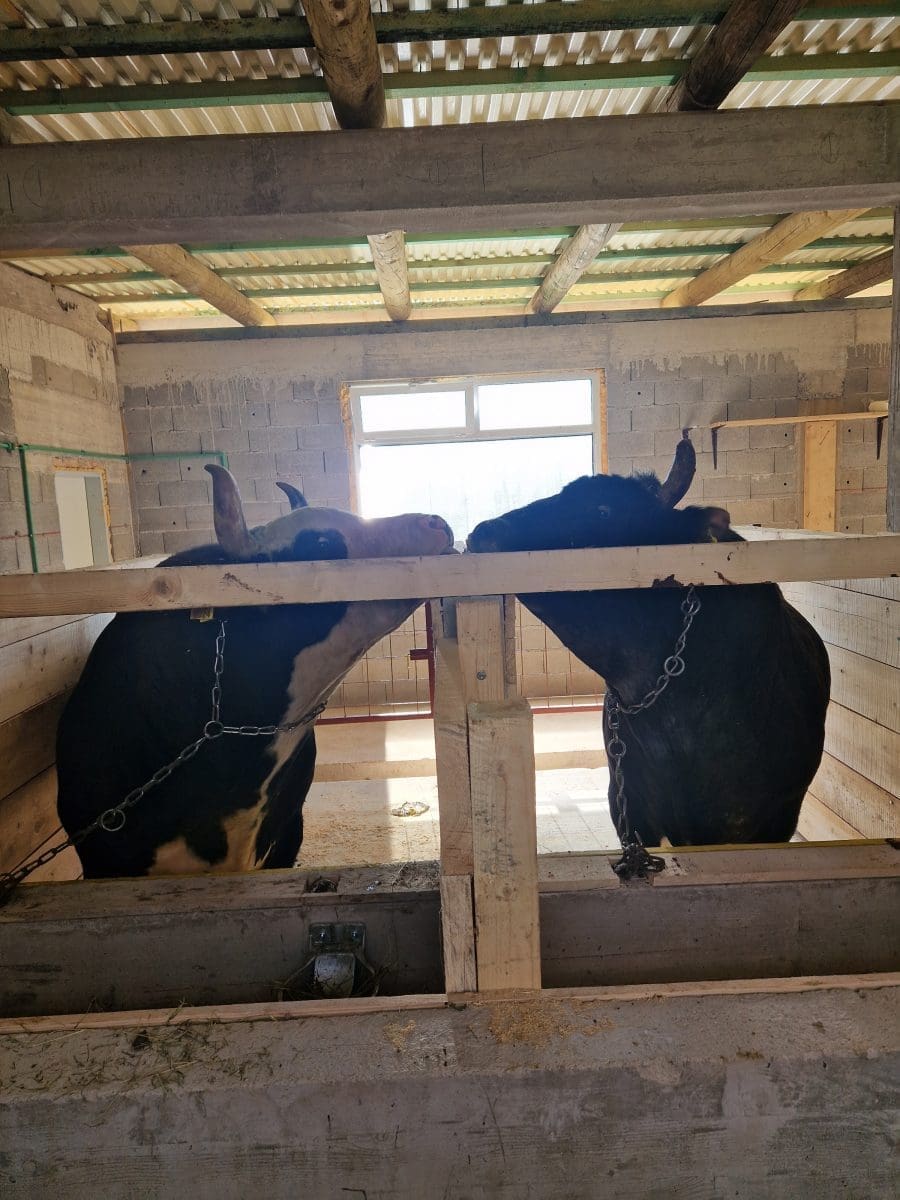 SPEKTAKL U DICMU Ovaj vikend je korida: Evo imena bikova, poznati su i glavni favoriti ...