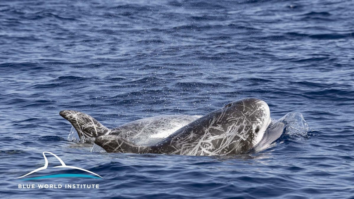 GLAVATI DUPINI SNIMLJENI U JADRANU "Radoznalo su nam se približili" - DALMACIJA DANAS