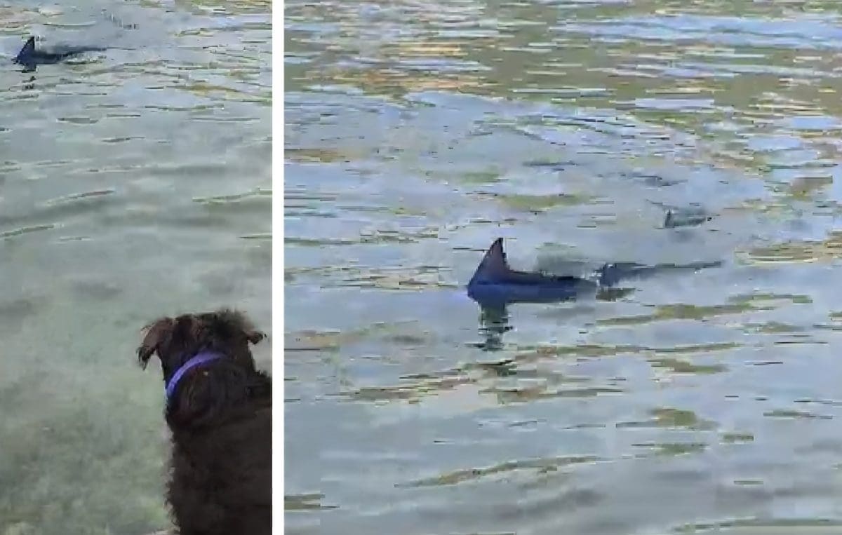 IZNENAĐENJE U JADRANSKOM MORU Pas se uzlajao, peraja izvirila iz mora - DALMACIJA DANAS