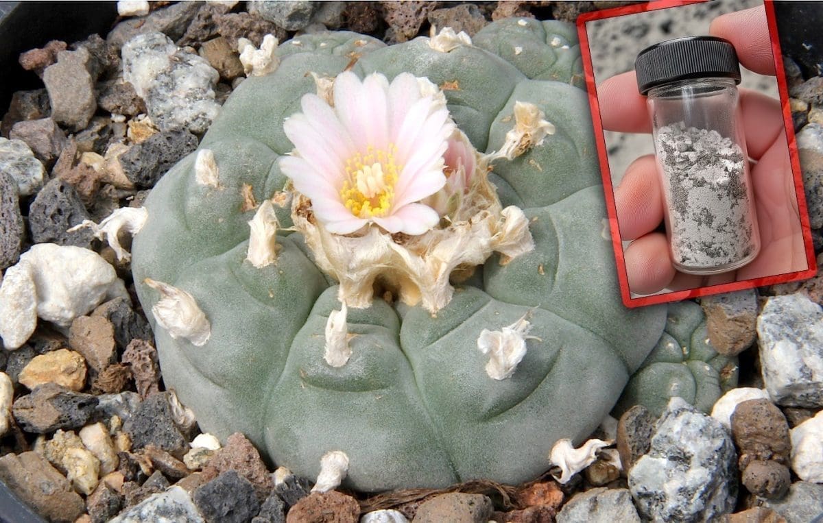 U SPLITU ZAPLJENA NOVE VRSTE DROGA Proizvodi se od kaktusa koji sadrži ...