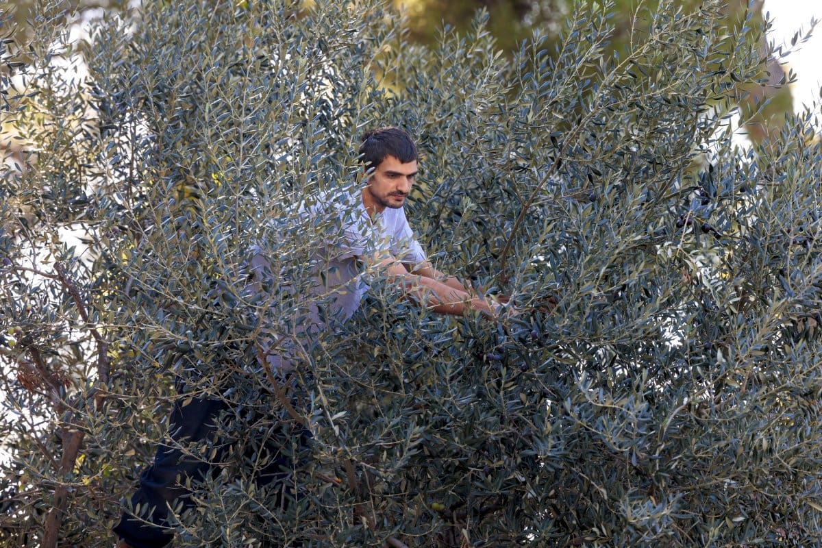 Impresivni kadrovi u Splitu: Berba maslina u ovoj zelenoj oazi postaje ...